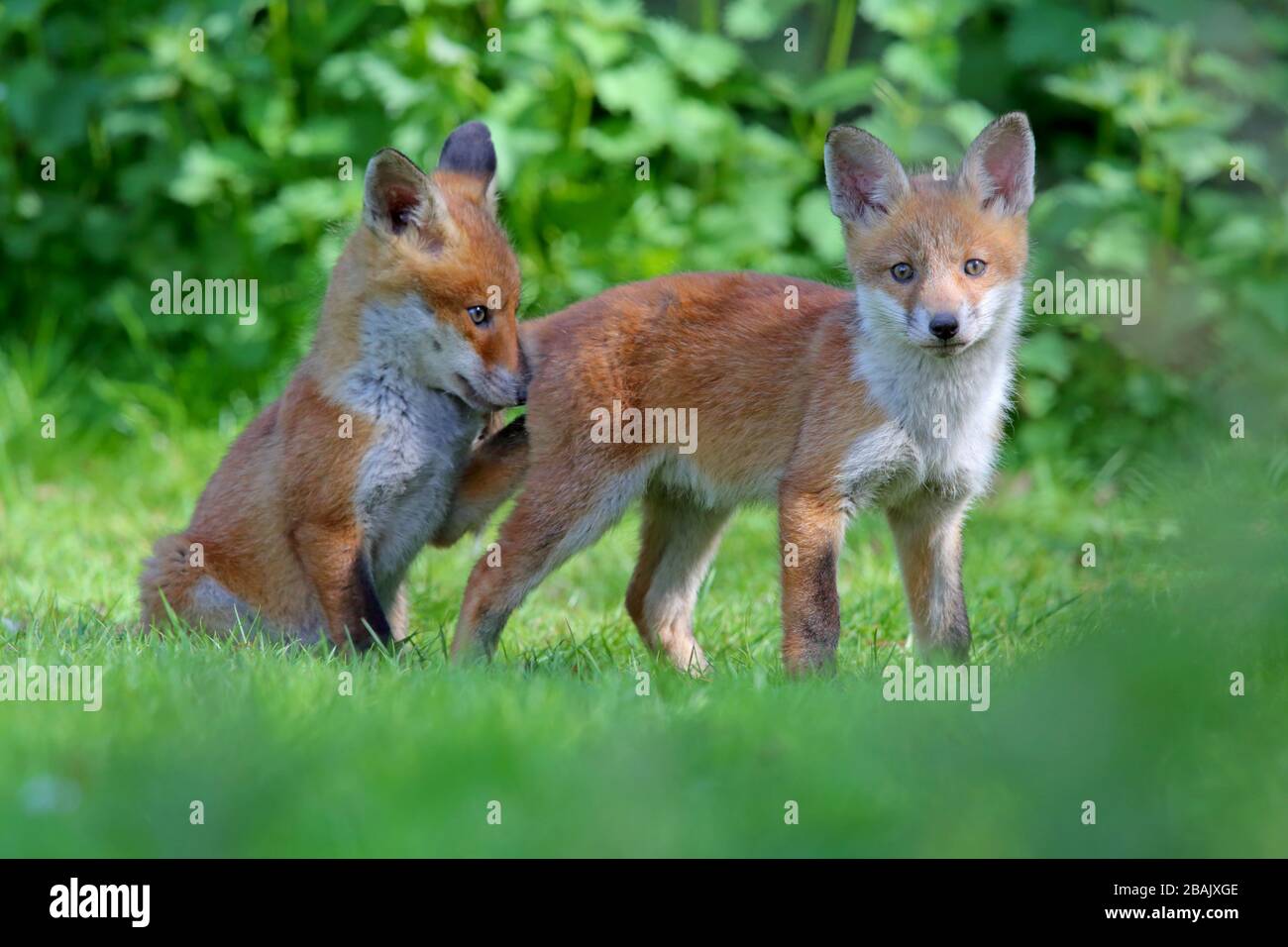 Two cute Red Fox (Vulpes vulpes) cubs or kits at play in spring in southern England Stock Photo ...