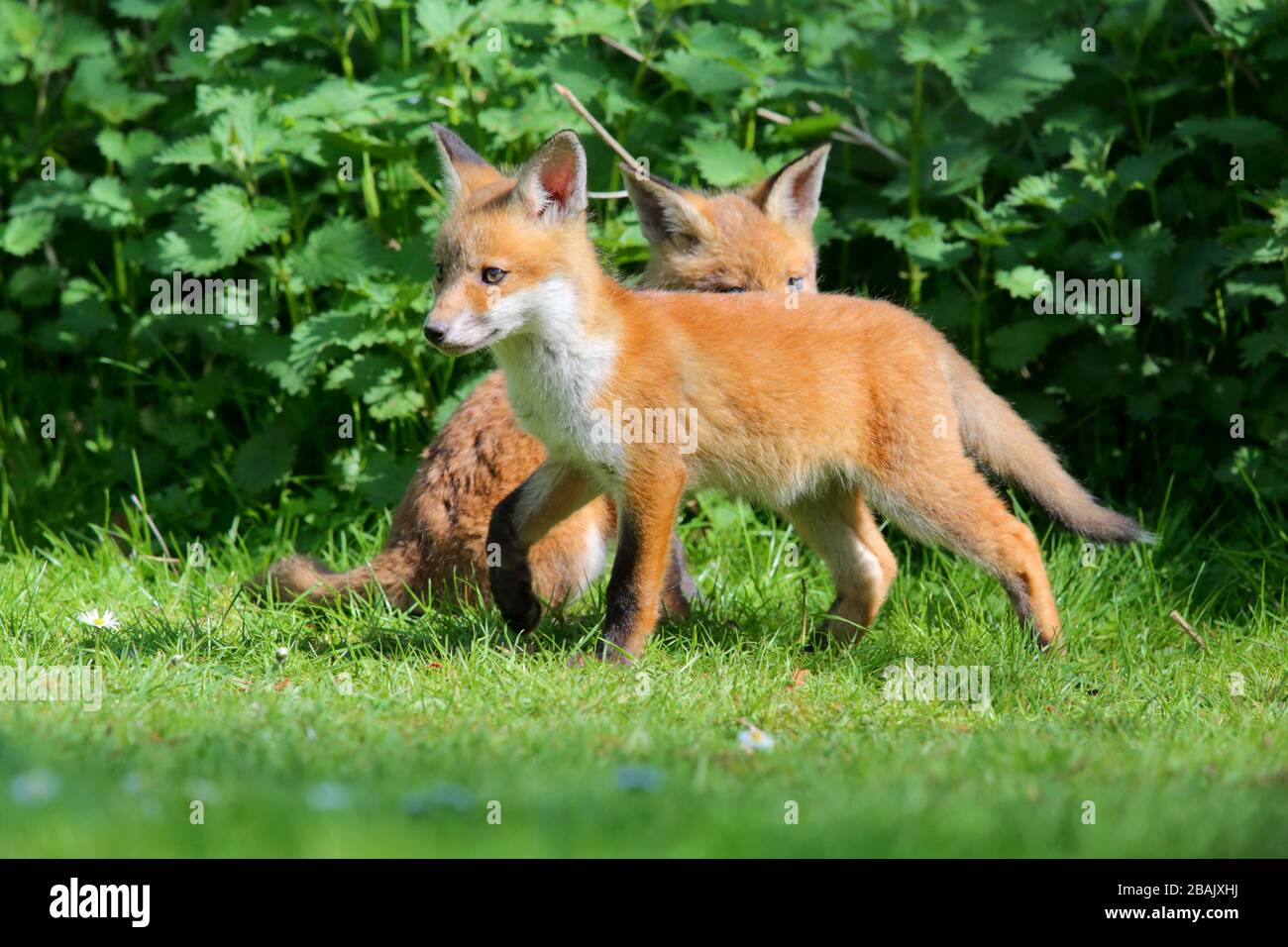Two cute Red Fox (Vulpes vulpes) cubs or kits at play in spring in southern England Stock Photo ...
