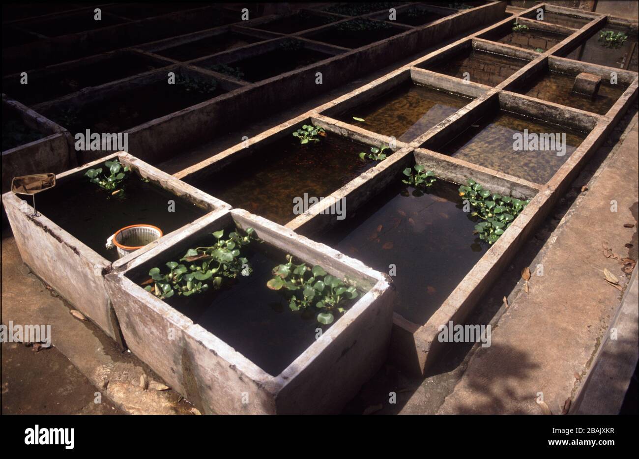Indonesian aquarium fish breeder Stock Photo - Alamy