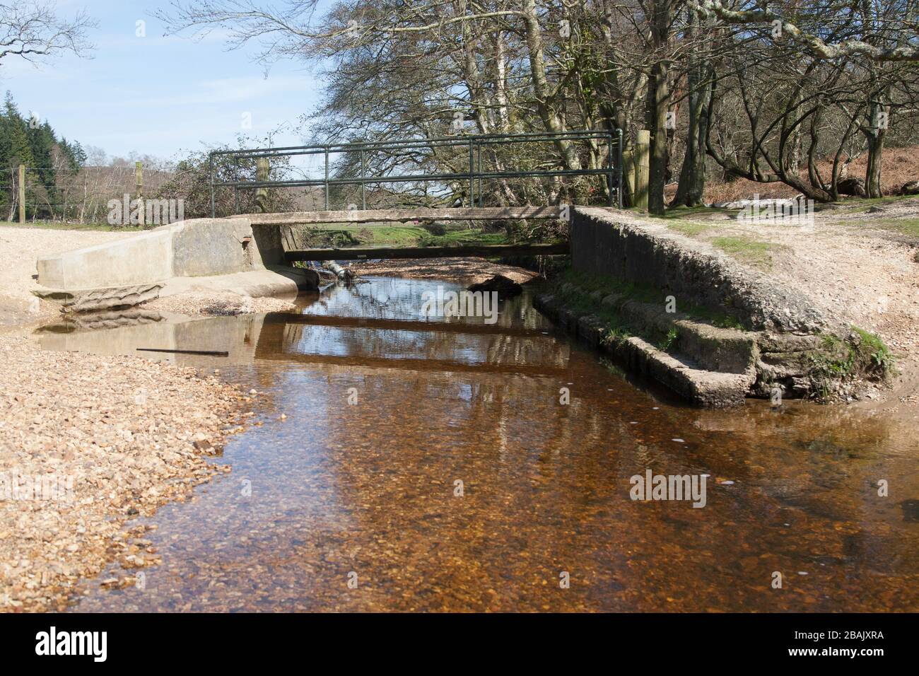 New Forest ancient woodland Hampshire Stock Photo - Alamy