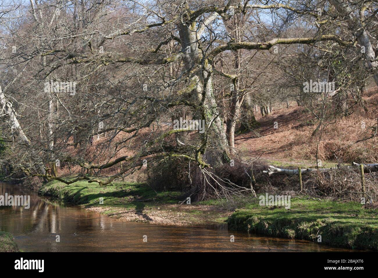New Forest ancient woodland Hampshire Stock Photo - Alamy