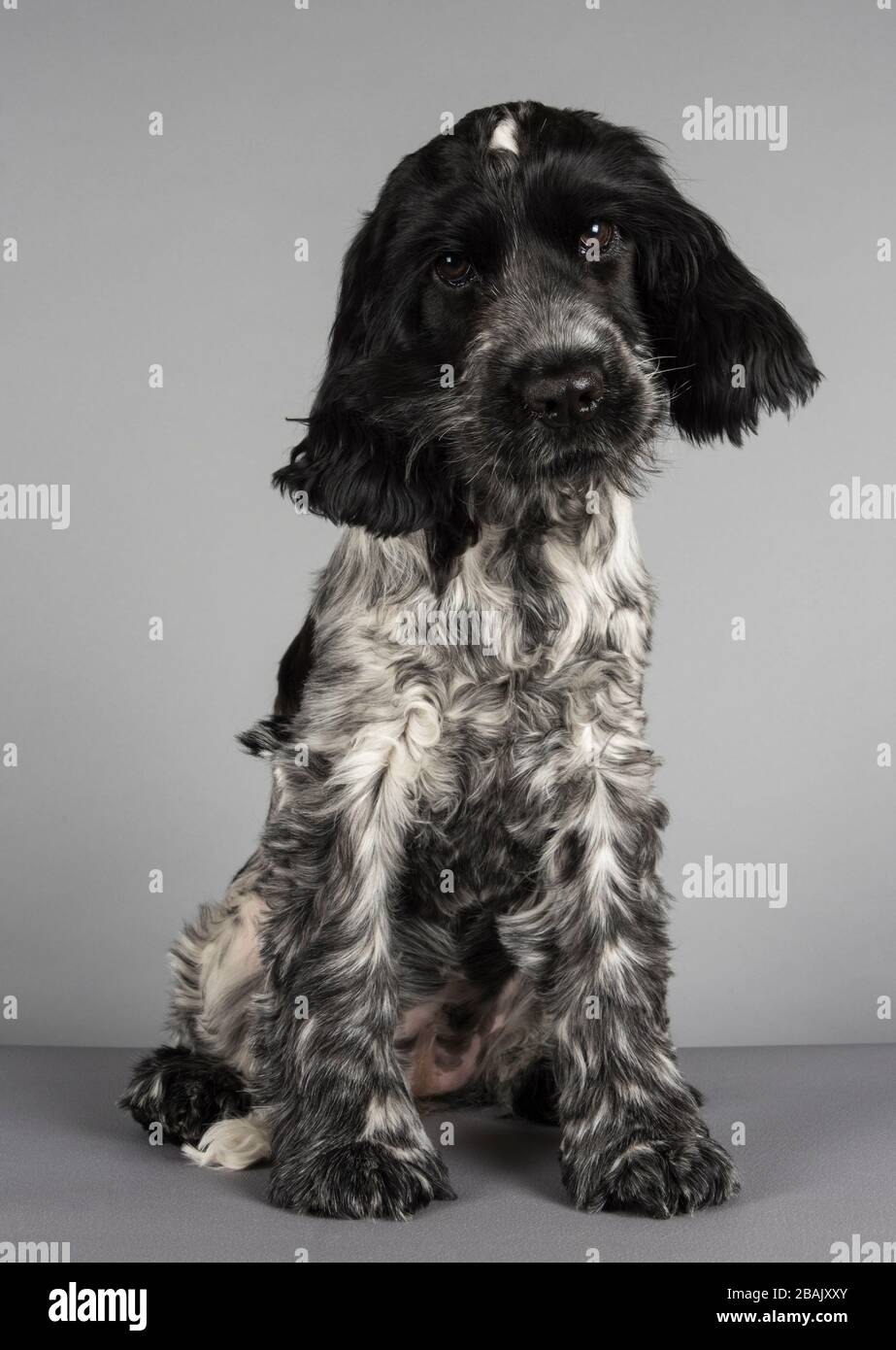 Cocker spaniel puppy sitting and waiting, UK Stock Photo - Alamy