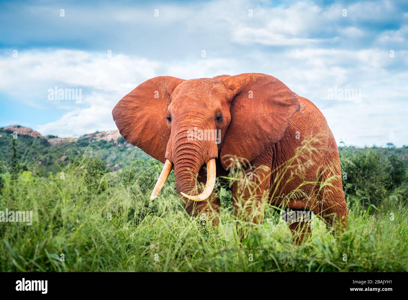 African red elephants in the savanna, travel Africa Kenya safari tours ...