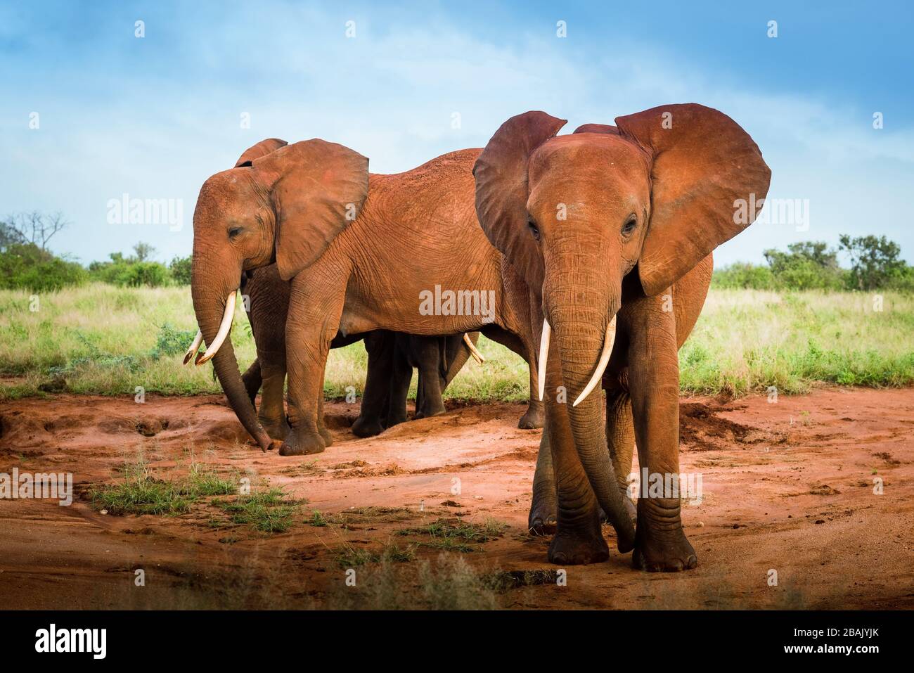 African red elephants in the savanna, travel Africa Kenya safari tours ...