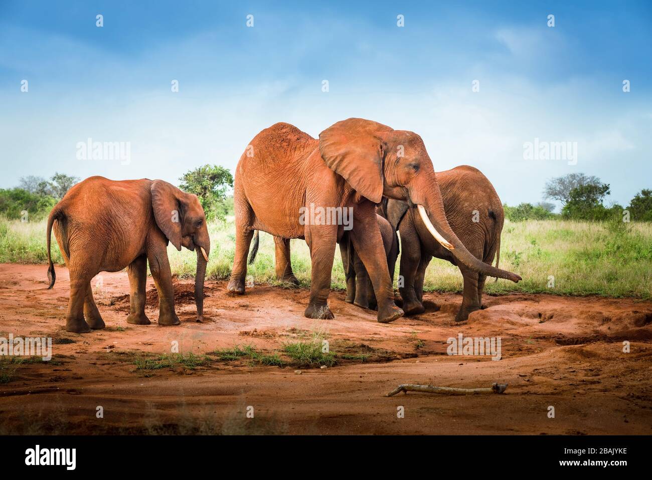 African red elephants in the savanna, travel Africa Kenya safari tours ...