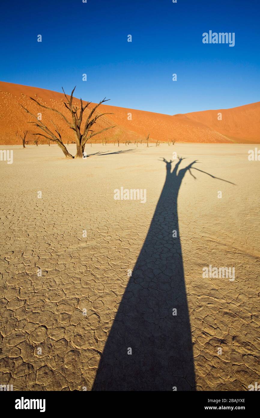 Camel thorn tree hi-res stock photography and images - Alamy