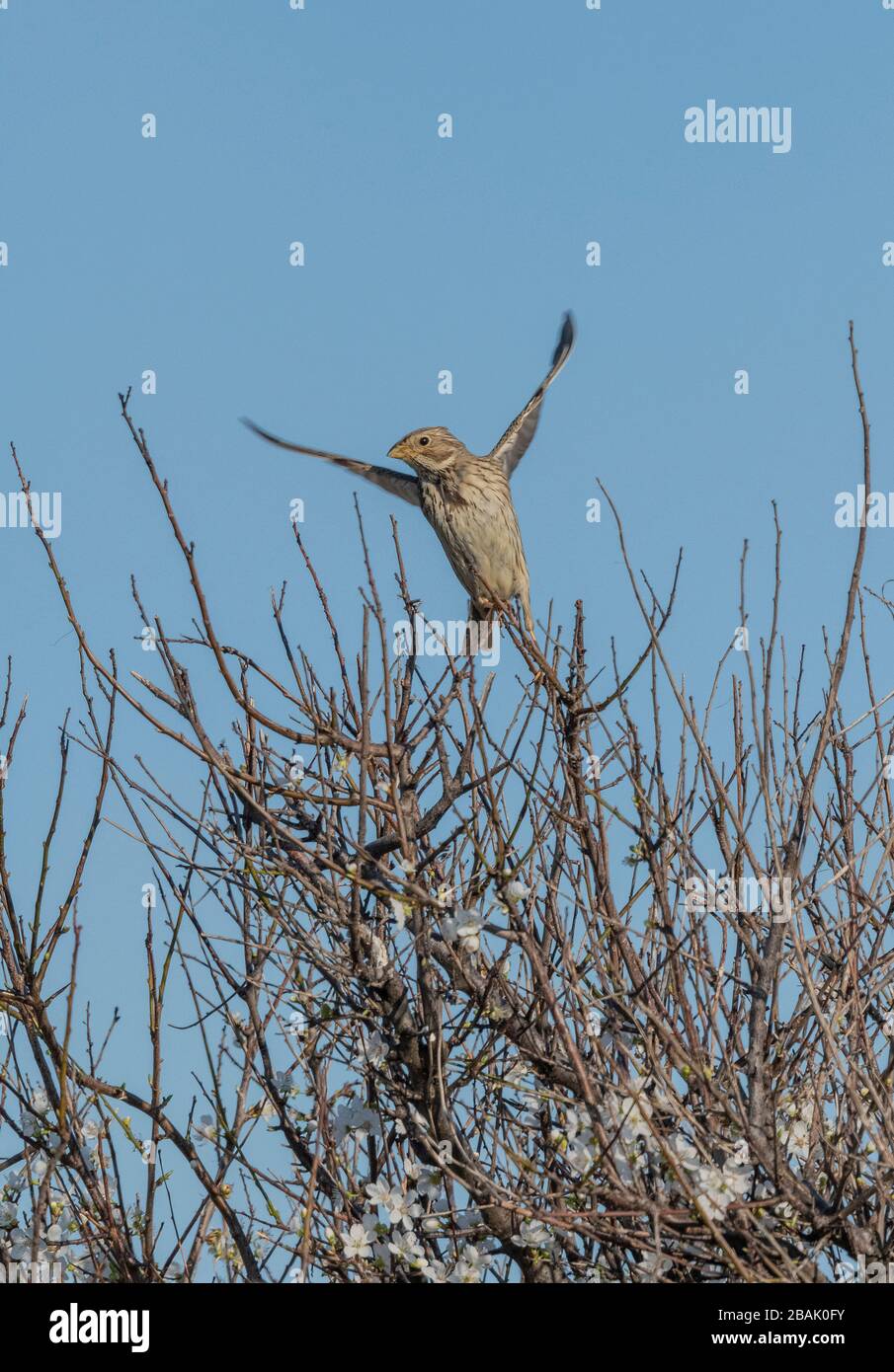Corn Bunting, Emberiza calandra, taking flight from bush in winter ...