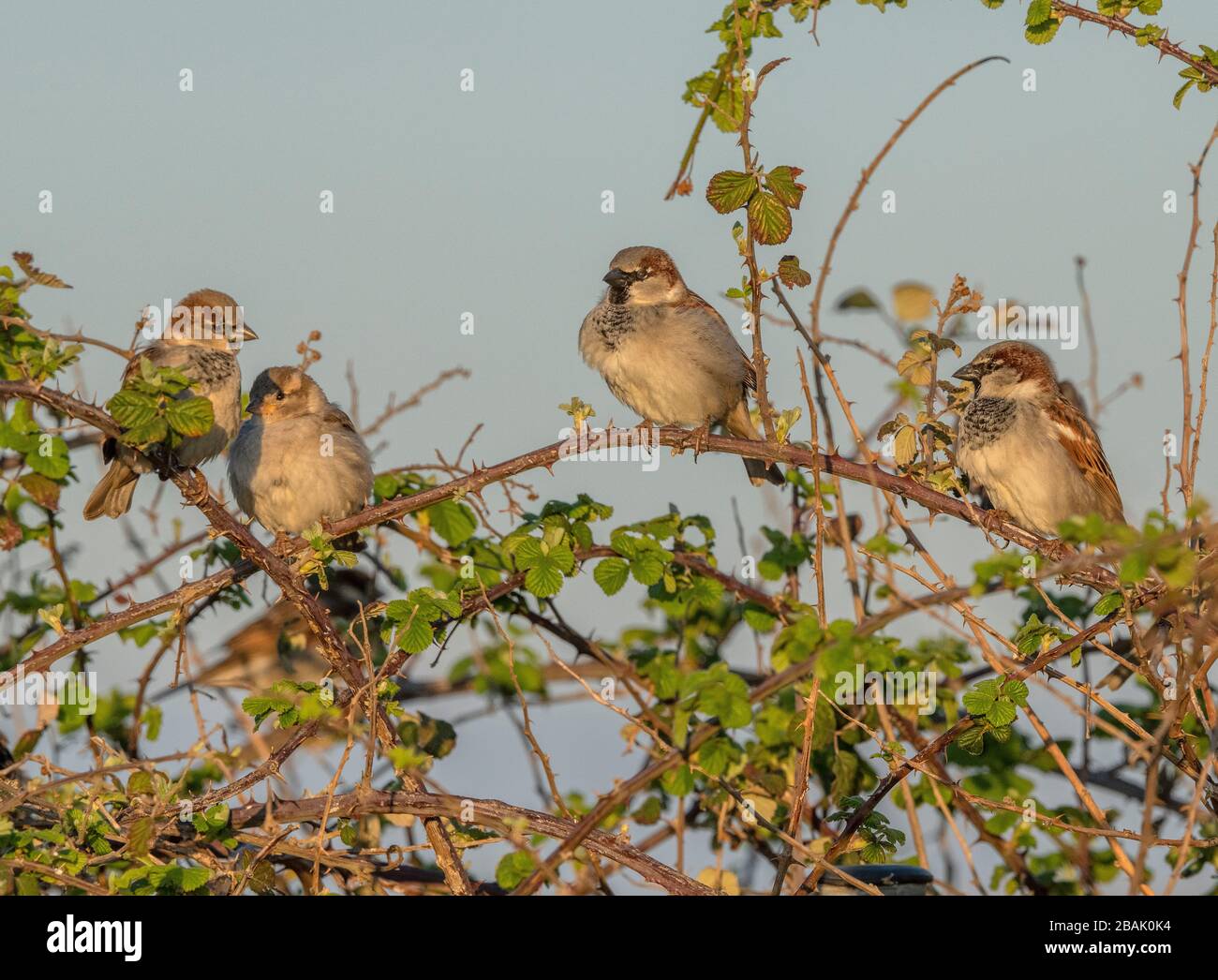 Group of House sparrows, Passer domesticus, perched in bramble bush ...