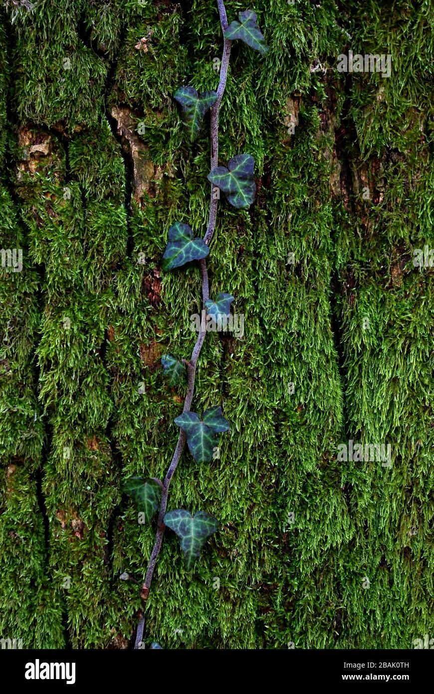Green wet moss covering old tree trunk with green lush creeper plant ...