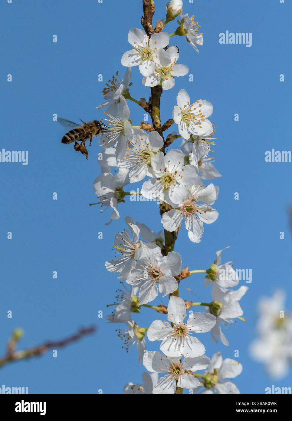 Honey-bee visiting flowers of Wild Plum in early spring Stock Photo - Alamy