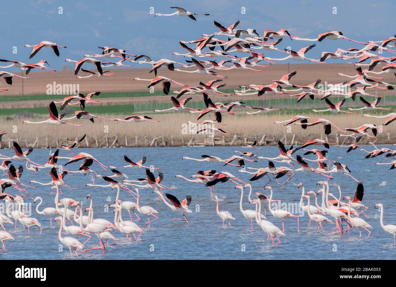 Nestos delta bird hi-res stock photography and images - Alamy
