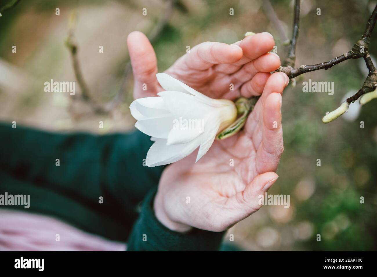 Detail of young woman hands praying for spring holding between palm ...