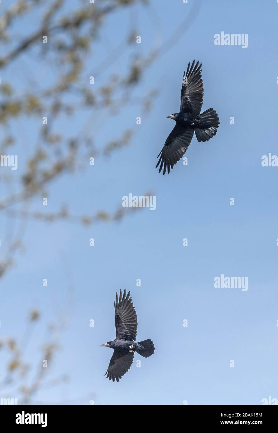 Rooks in flight hi-res stock photography and images - Alamy