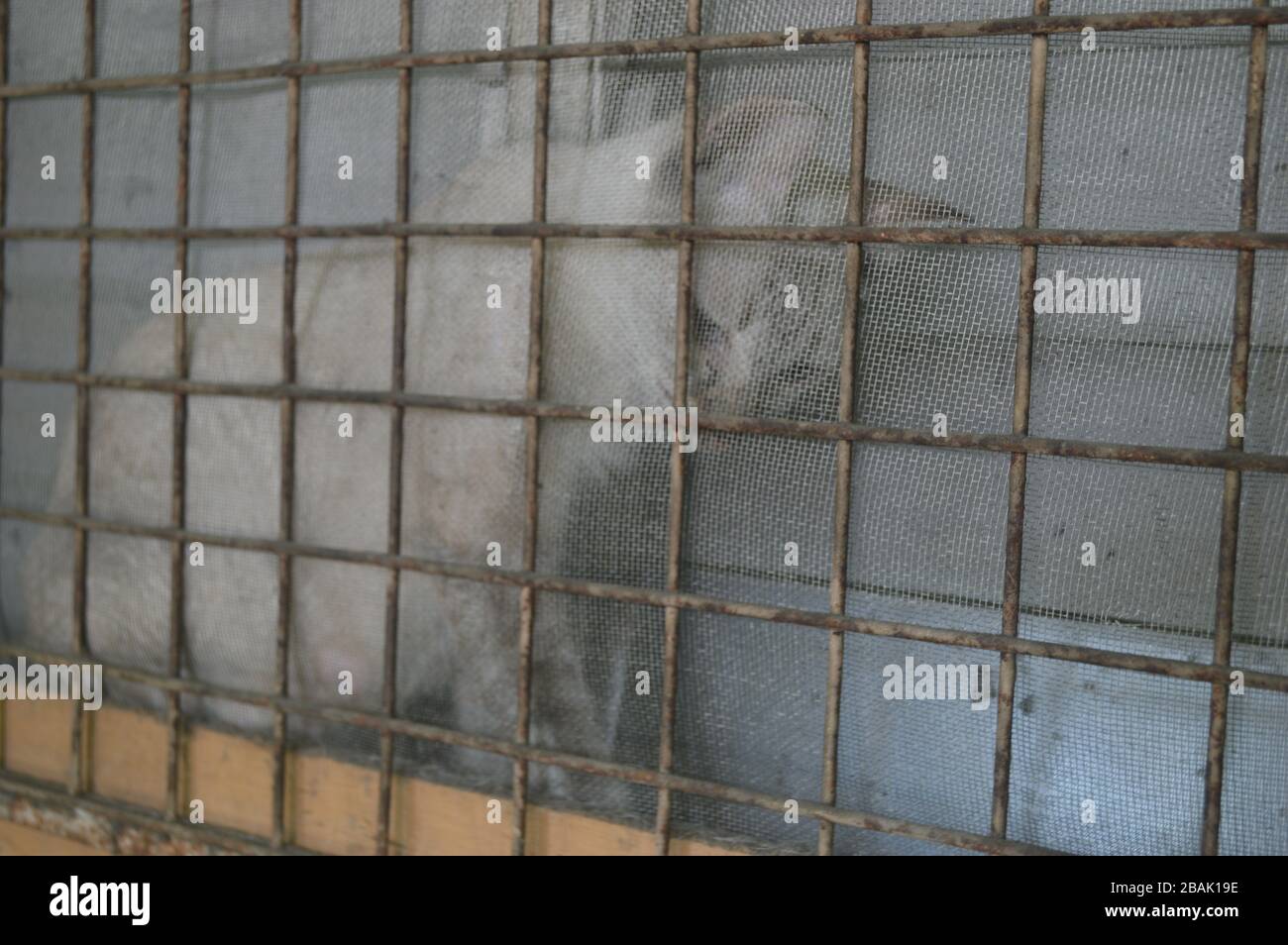 Stuck in window hi-res stock photography and images - Alamy