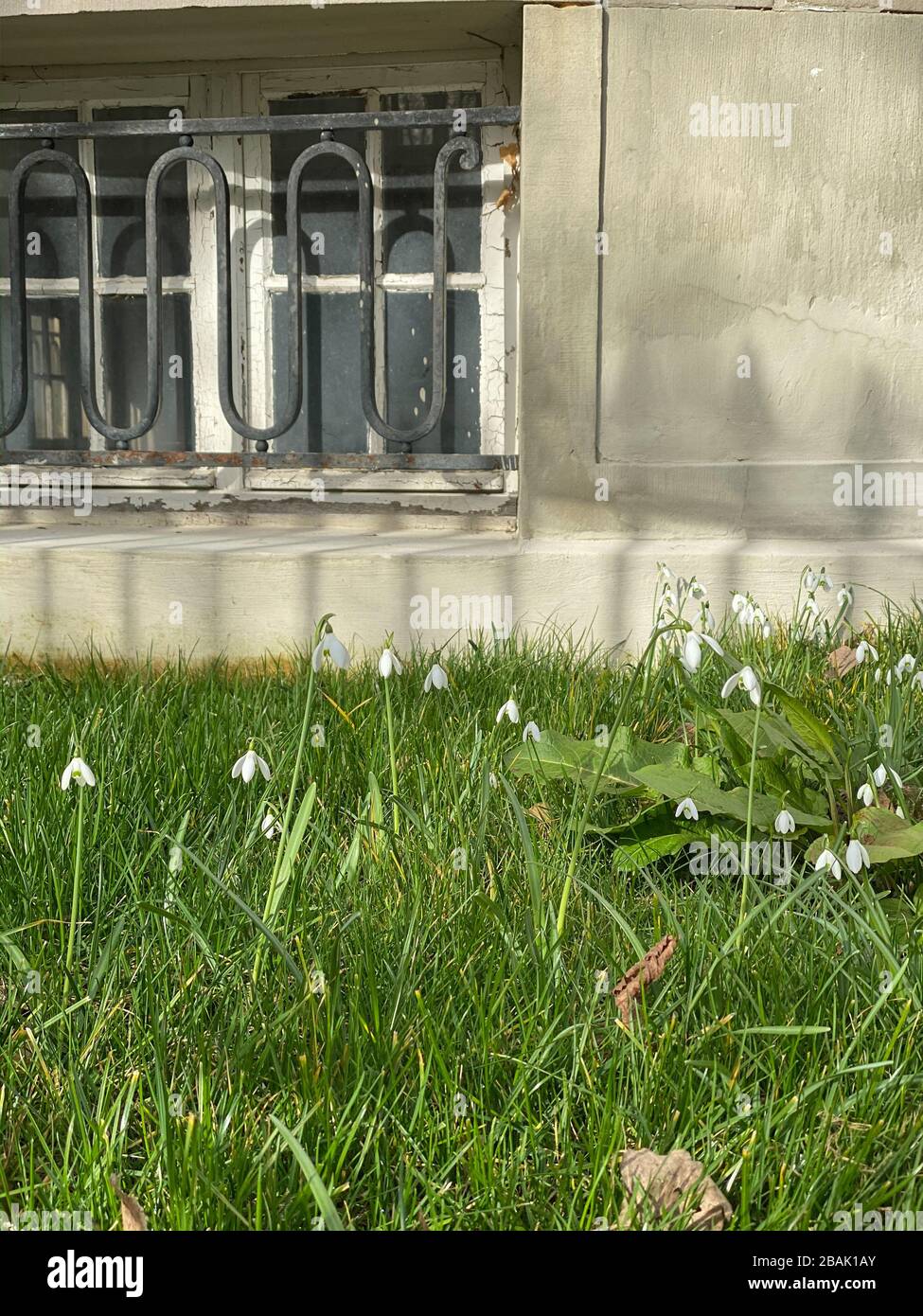 Multiple snowdrops flowers in spring grass garden with window of a ...