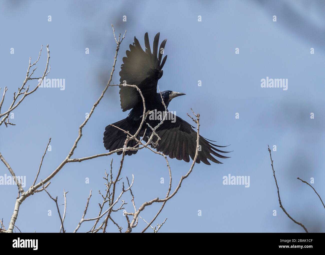 Rook plumage hi-res stock photography and images - Alamy