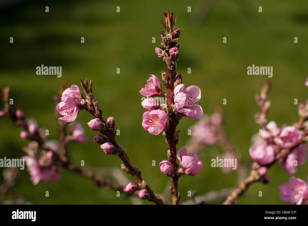 Close up pink nectarine tree hi-res stock photography and images - Alamy