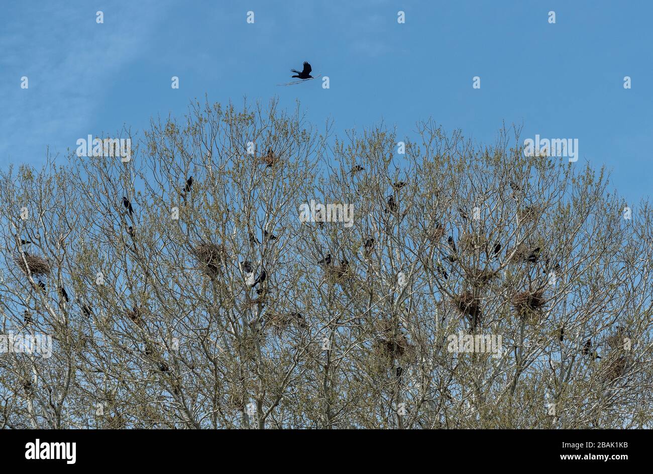 Birds nests spring hi-res stock photography and images - Alamy