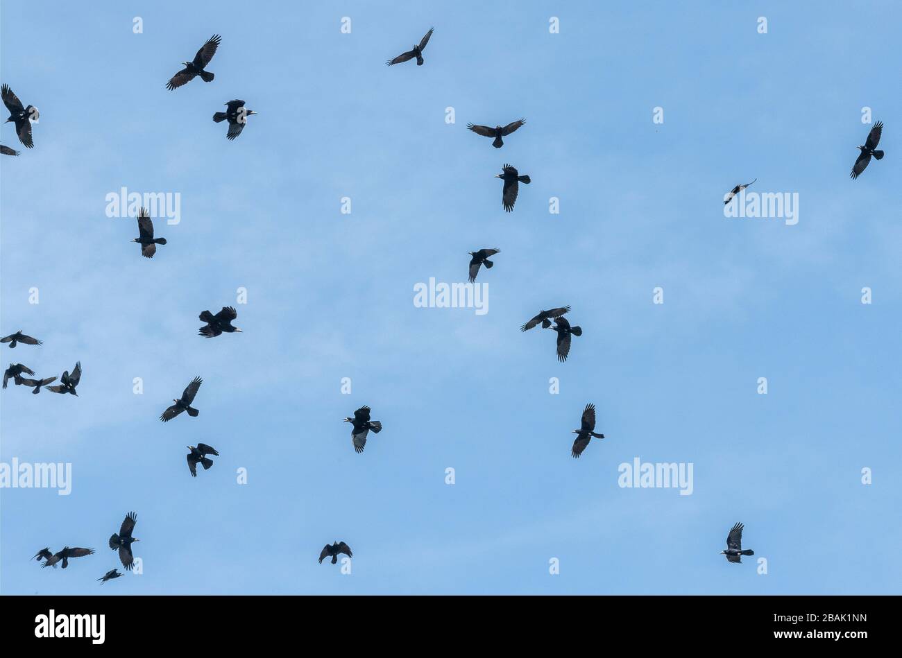 Rooks, Corvus frugilegus, flying around at rookery while nests are ...