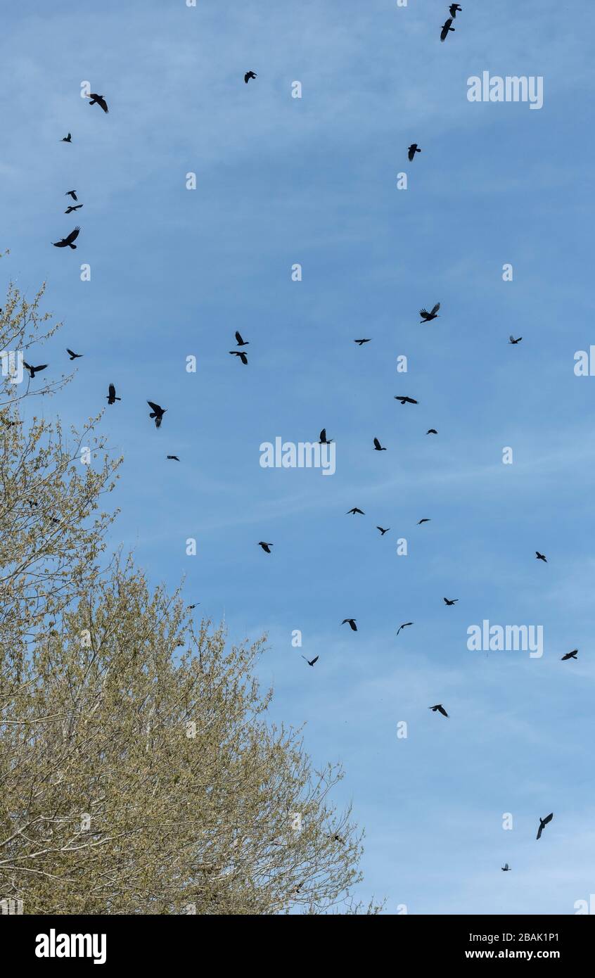 Rooks, Corvus frugilegus, flying around at rookery while nests are ...