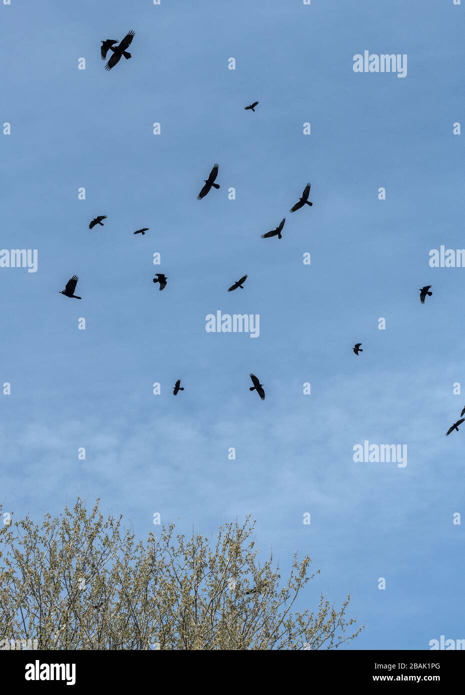Flying rooks hi-res stock photography and images - Alamy