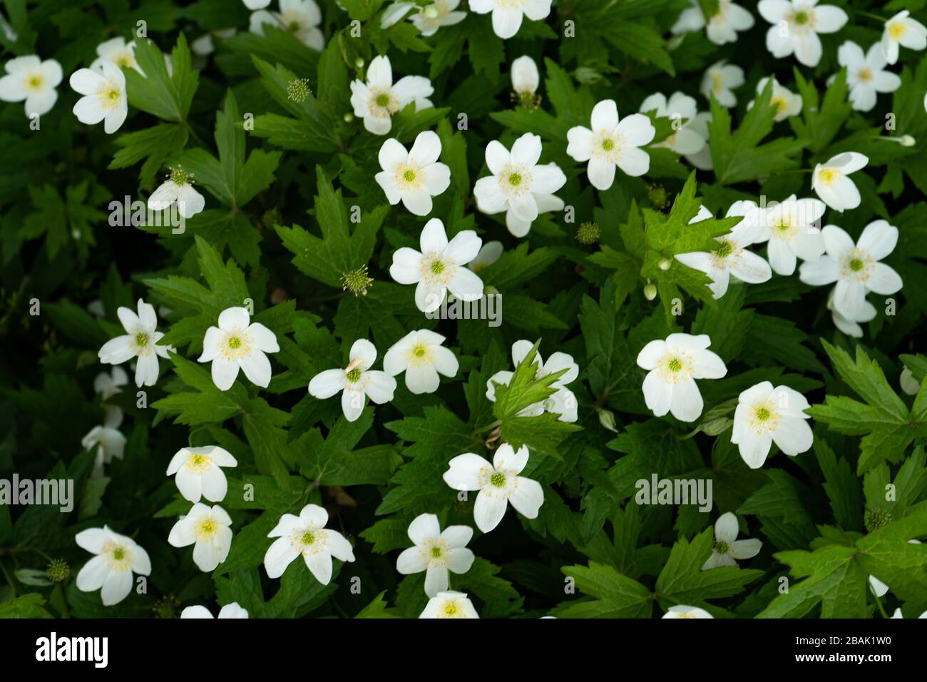 Anemone canadensis hi-res stock photography and images - Alamy
