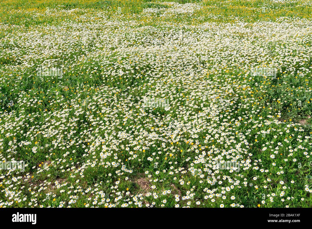 Flowery field of chamomile, aromatic and medicinal plant Stock Photo ...