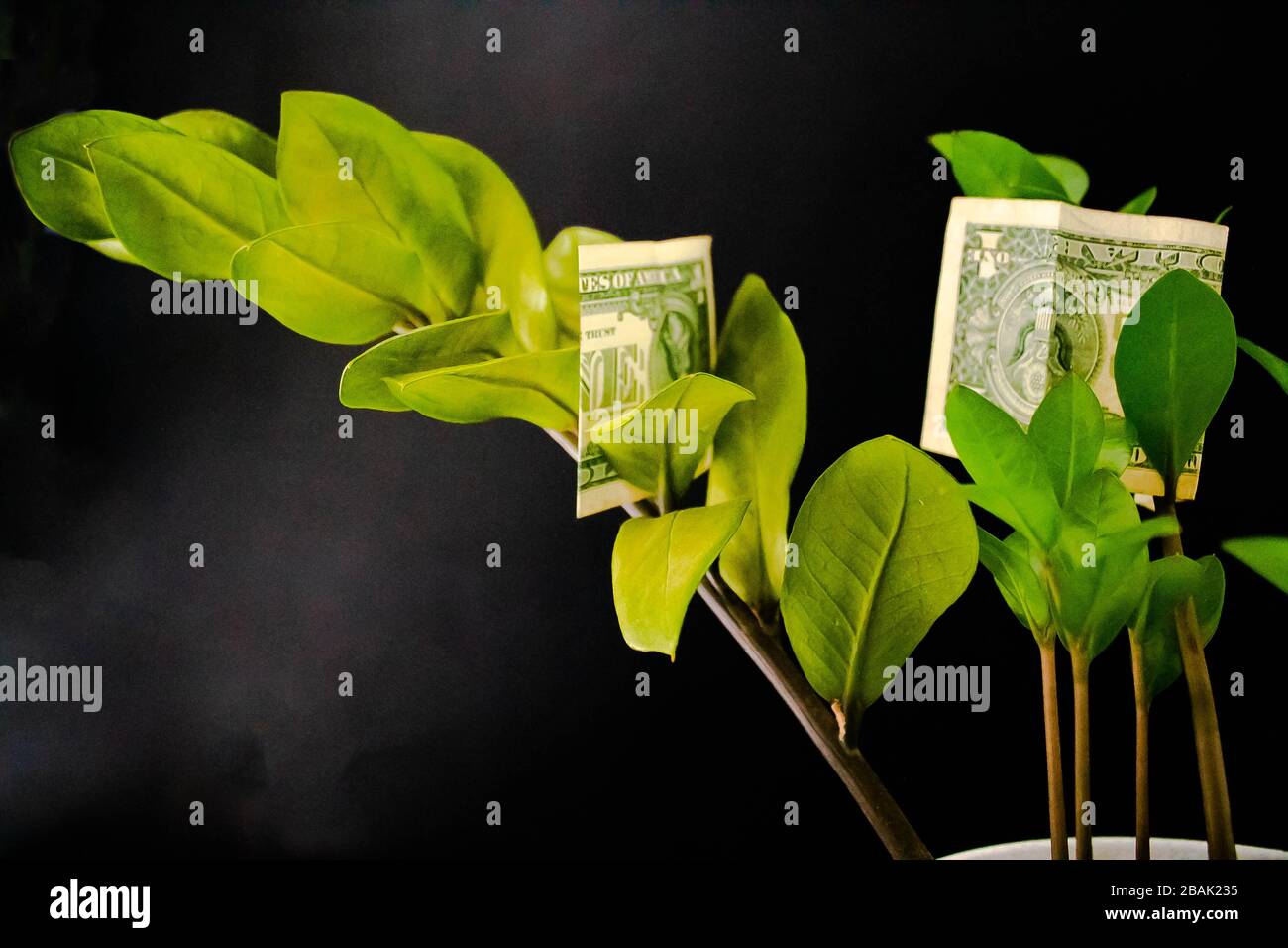 money tree with dollars on a dark background Stock Photo - Alamy