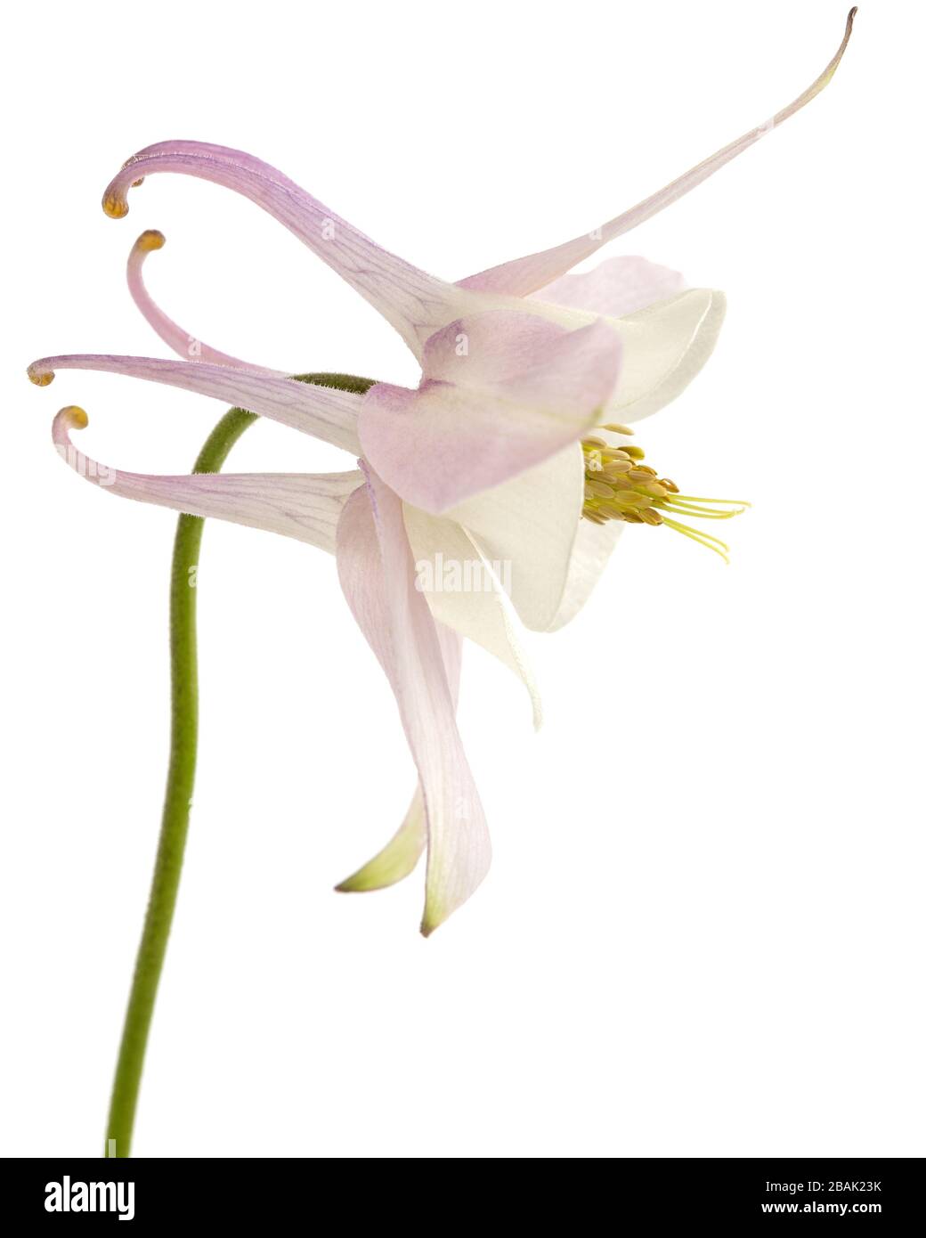 Flower of aquilegia, blossom of catchment closeup, isolated on white ...
