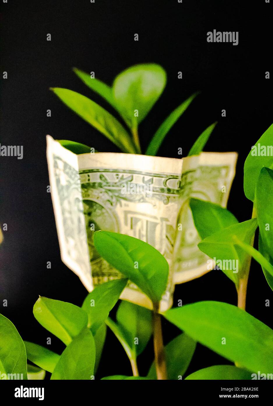 money tree with dollars on a dark background Stock Photo - Alamy