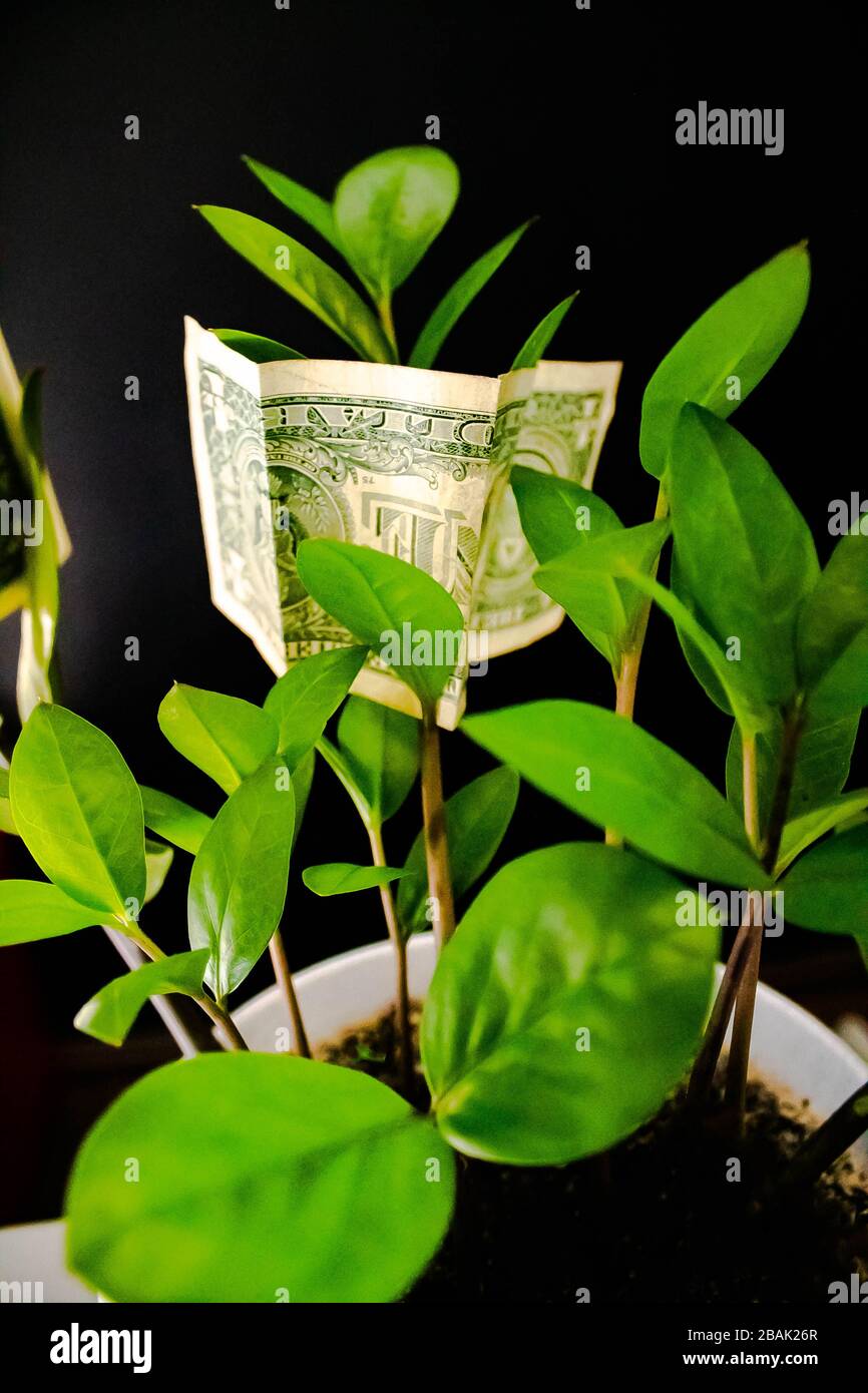money tree with dollars on a dark background Stock Photo - Alamy