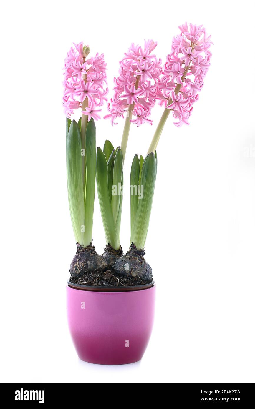 Floral planter Cut Out Stock Images & Pictures - Alamy