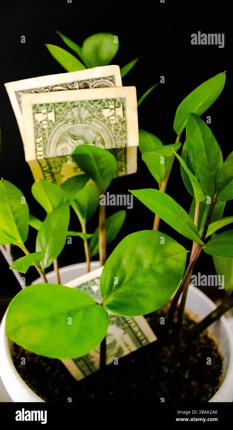 money tree with dollars on a dark background Stock Photo - Alamy