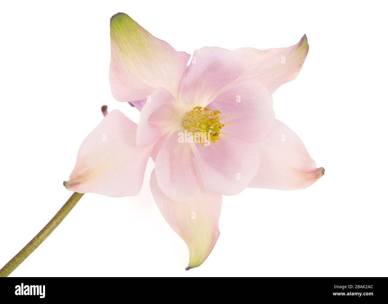 Rosy flower of aquilegia, blossom of catchment closeup, isolated on ...