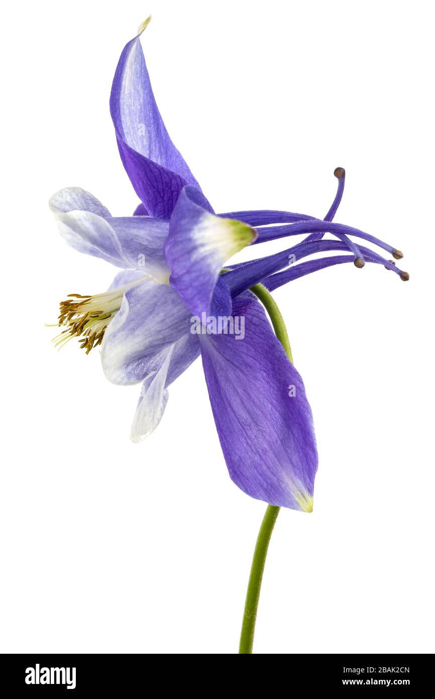 Violet flower of aquilegia, blossom of catchment closeup, isolated on ...
