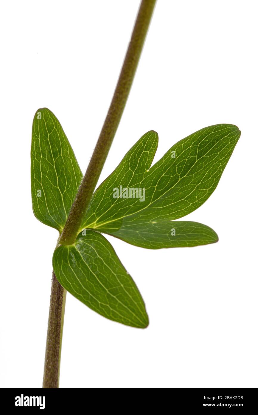 Leaves of the flowers of catchment, lat. Aquilegia, isolated on white ...