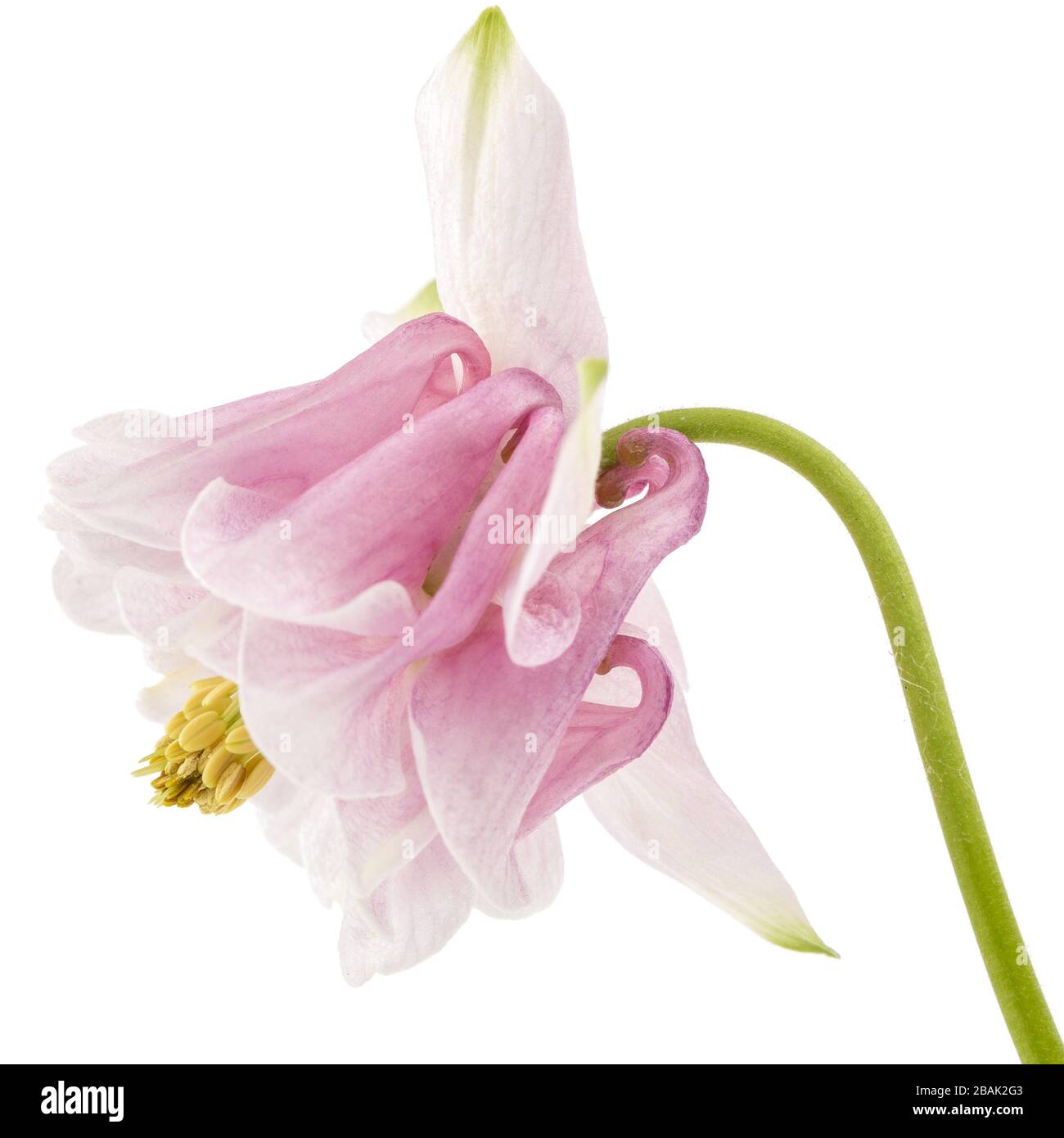 Rosy flower of aquilegia, blossom of catchment closeup, isolated on ...
