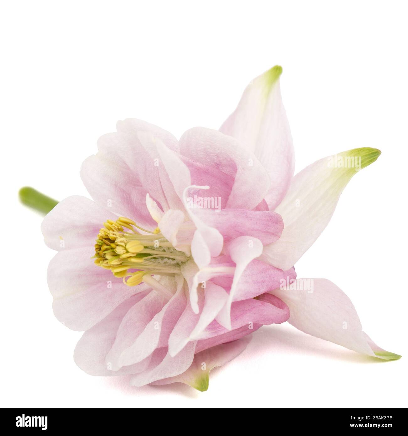 Rosy flower of aquilegia, blossom of catchment closeup, isolated on ...