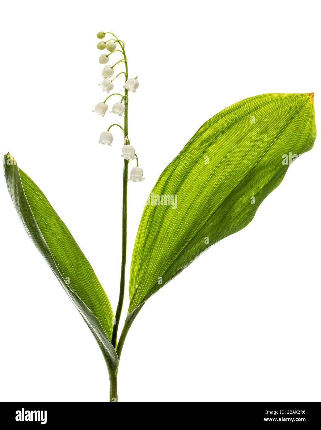 White flower of lily of the valley, lat. Convallaria majalis, isolated ...
