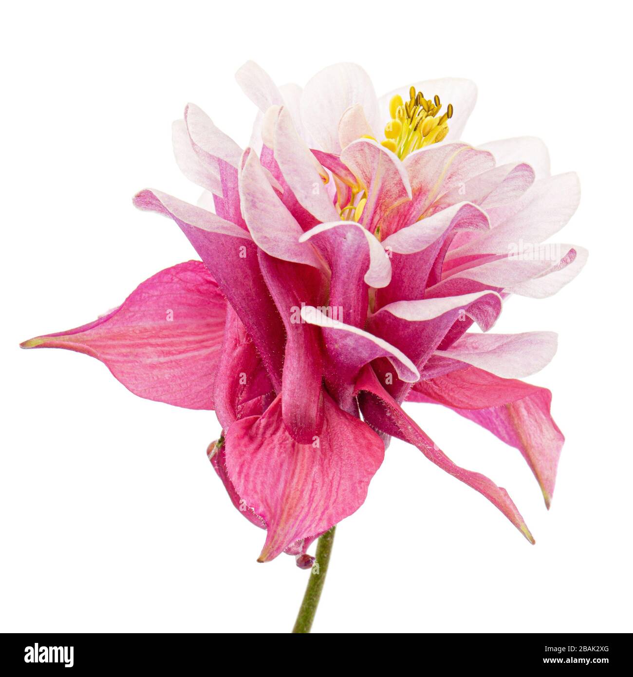 Magenta flower of aquilegia, blossom of catchment closeup, isolated on ...