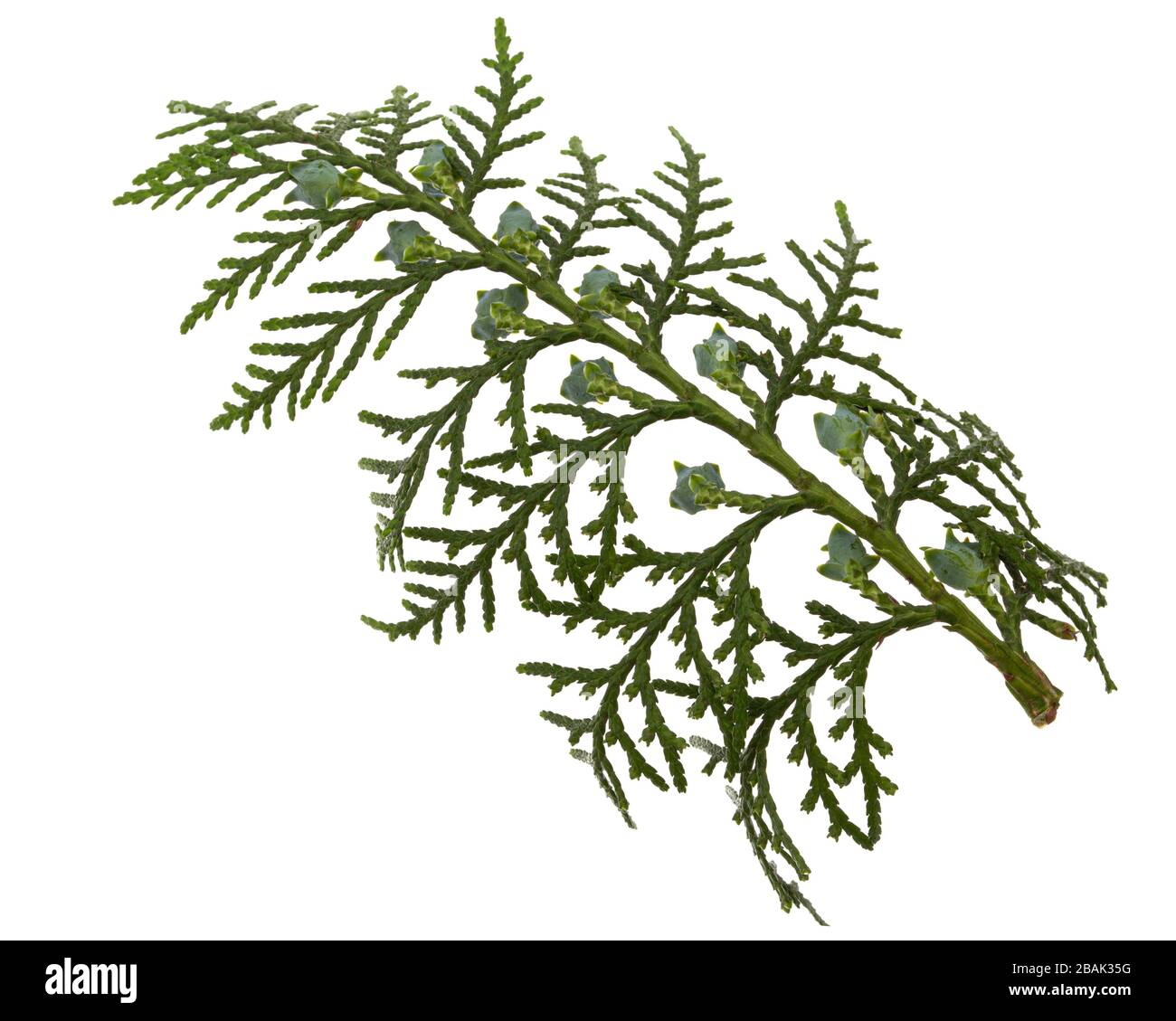 Green arborvitae branch isolated on the white background, thuja branch ...