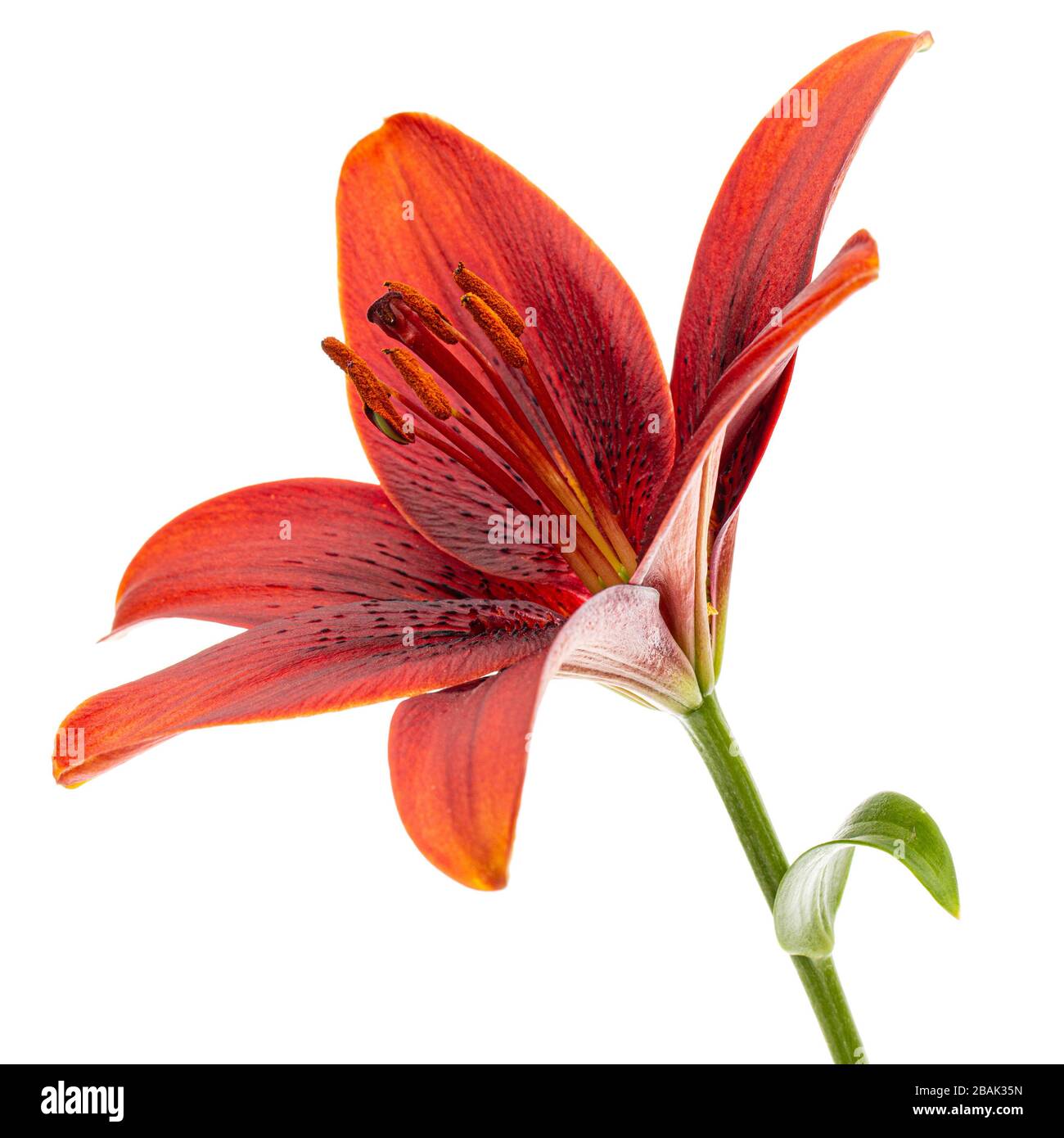 Beautiful flower of asian lily, isolated on white background Stock ...