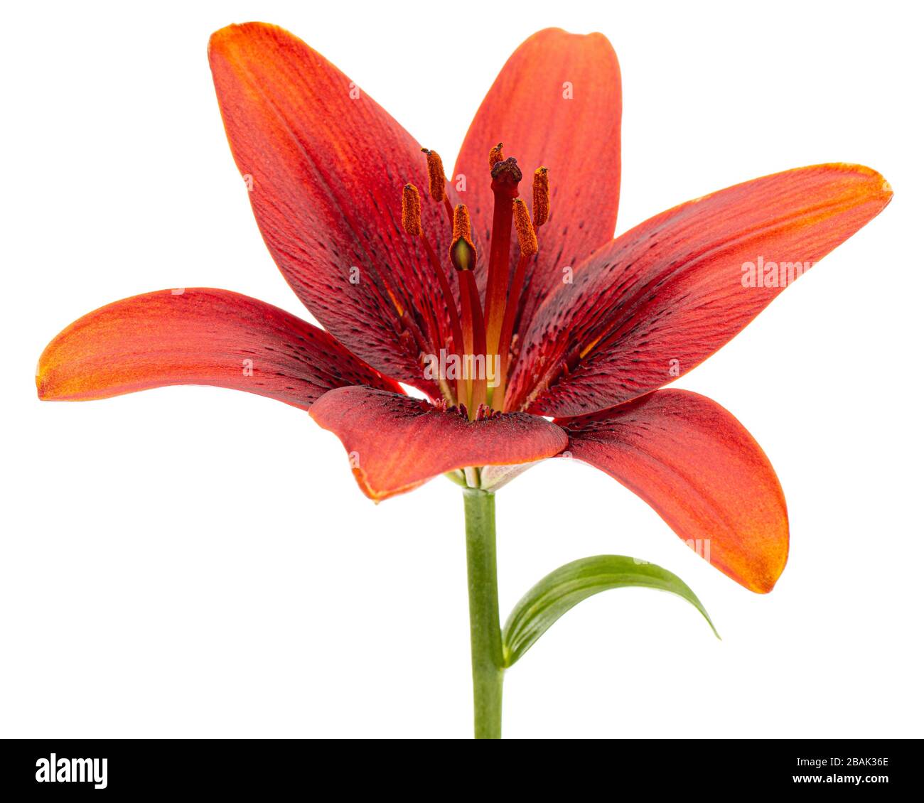 Beautiful flower of asian lily, isolated on white background Stock ...
