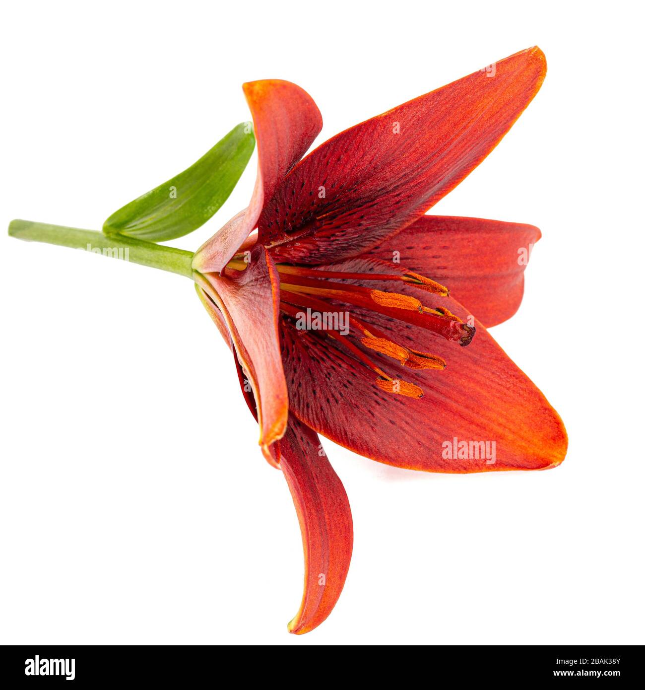 Beautiful flower of asian lily, isolated on white background Stock ...