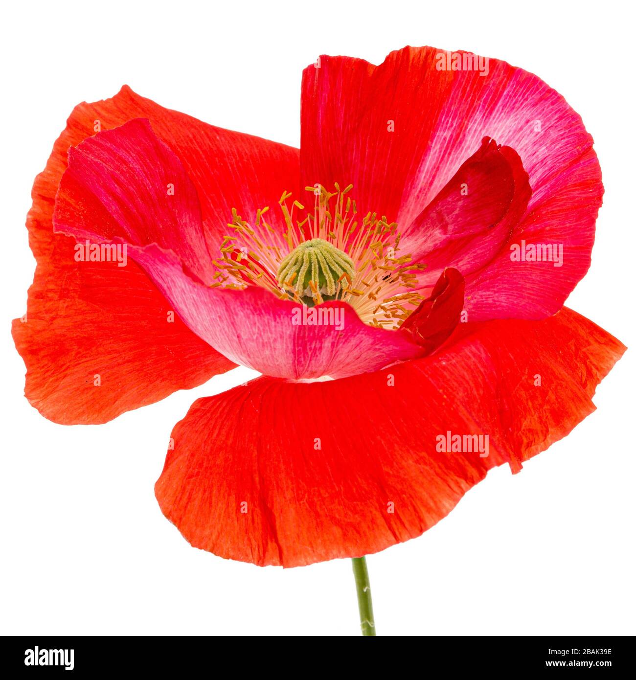 Flower of red poppy, lat. Papaver, isolated on white background Stock ...