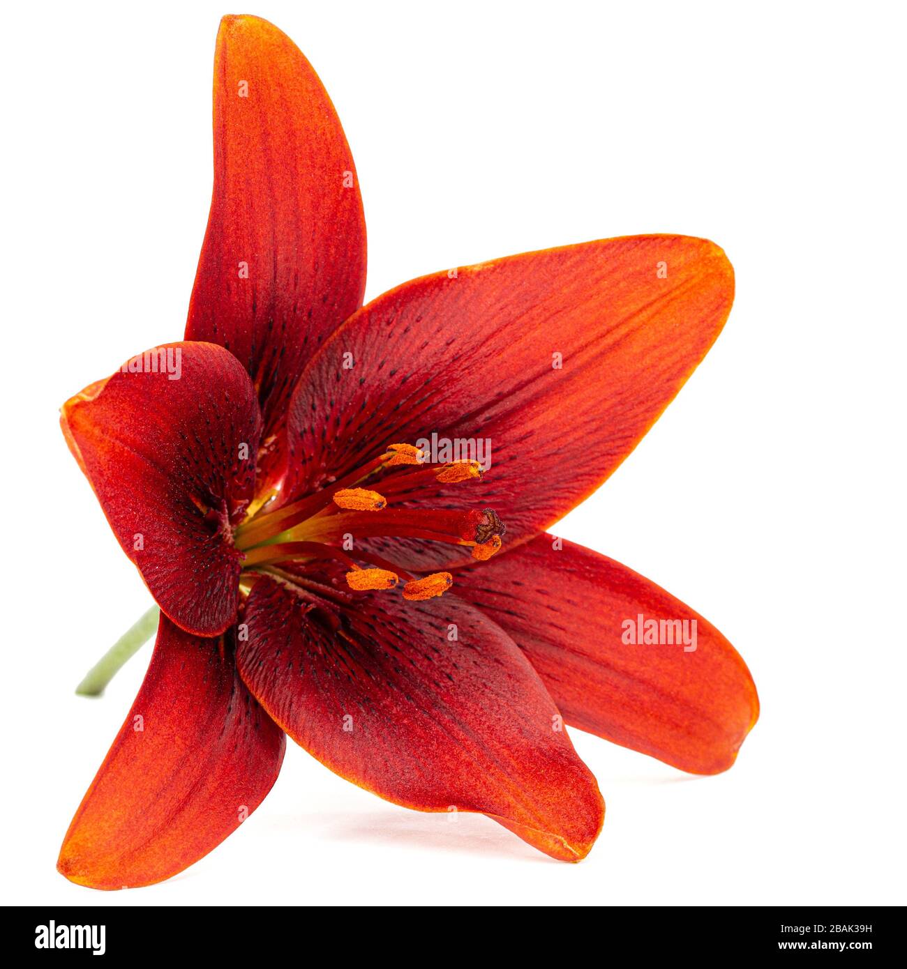 Beautiful flower of asian lily, isolated on white background Stock ...