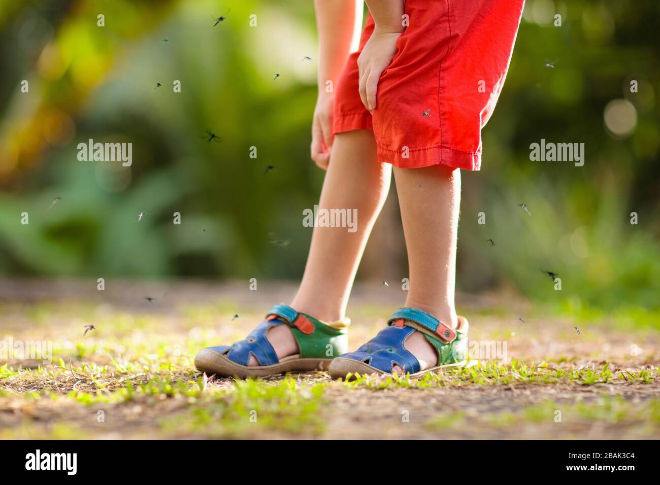 Mosquito on kids skin. Little boy attacked by mosquitoes in tropical ...