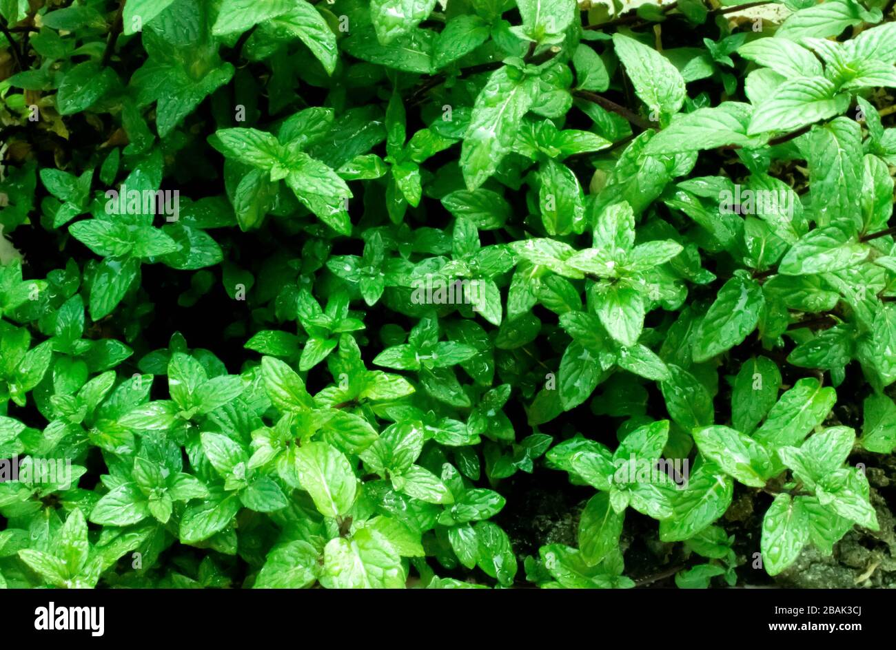 Fresh mint trees in the organic garden. Peppermint for peppermint ...