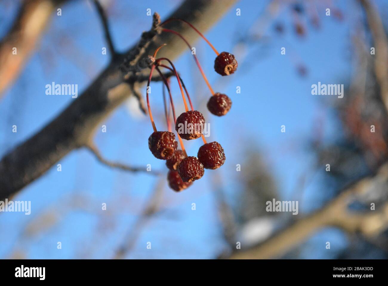 Snow-covered Crab Apples Tree Branch in Winter Stock Photo - Alamy