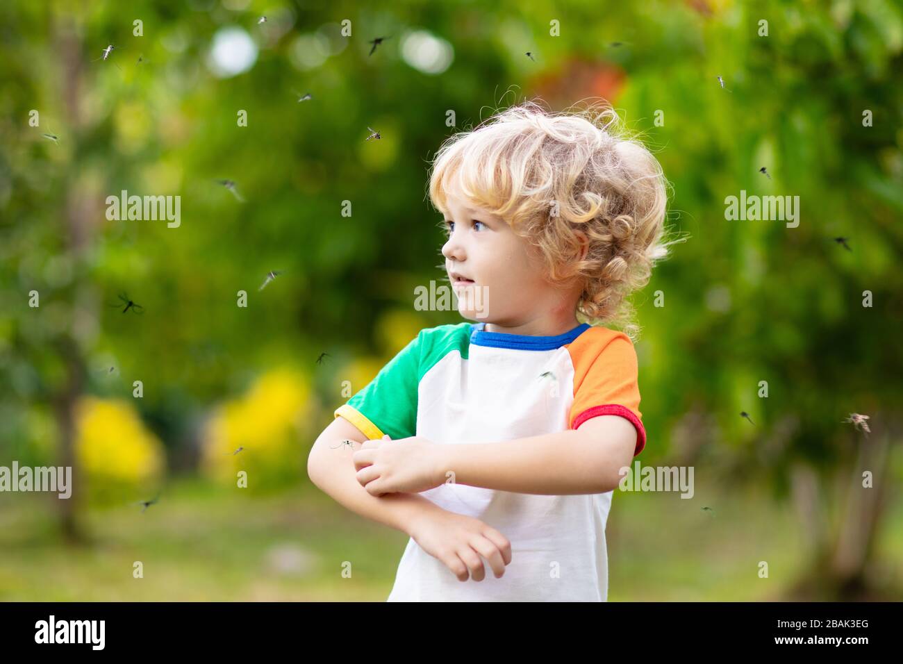 Mosquito on kids skin. Little boy attacked by mosquitoes in tropical ...